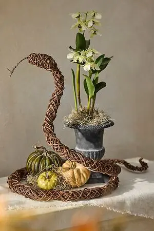 TERRAIN Rattan Ve Coiled Snake
