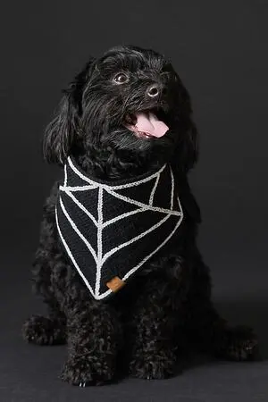 THE FOGGY DOG Spiderweb Crochet Pet Bandana