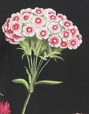 Dolce & Gabbana Sleeveless Floral Print Top