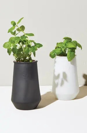 MODERN SPROUT Tapered Tumbler