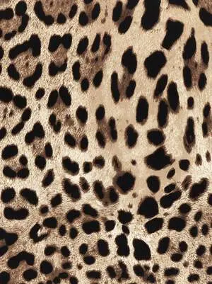 Dolce & Gabbana Leopardo' Scarf - Multicolor