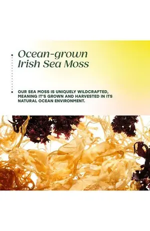 MEGAFOOD Sea Moss Complex With Irish Sea Moss Plus Black Seed Oil, Burdock Root, Bladderwrack & Ashwagandha
