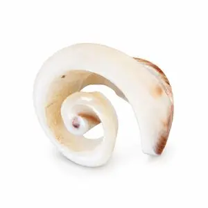 BELLUS DOMINA Seashell Spiral Ring - White