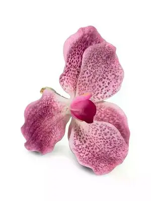 JENNIFER BEHR Orchidia Brooch - Pink