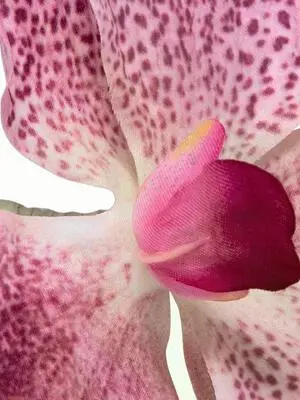 JENNIFER BEHR Orchidia Brooch