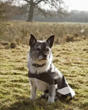 Stutterheim Dog Raincoat - Black