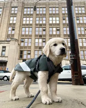 Stutterheim Dog Raincoat - Green