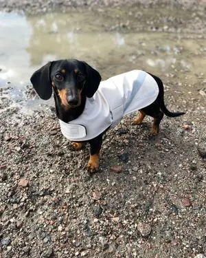 Stutterheim Dog Raincoat - Light Sand