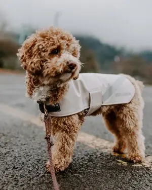 Stutterheim Dog Raincoat - Light Sand