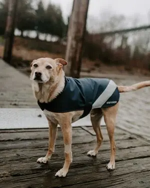Stutterheim Dog Raincoat