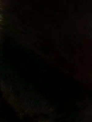 Valentino Garavani Lamb-fur Snood
