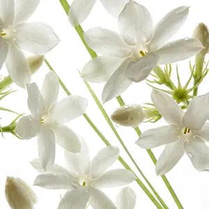 ELVIS+ELVIN Green Grass & Jasmine Eau De Parfum