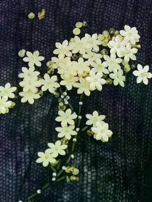 SHUSHU/TONG Floral-embellished Long-sleeve Cardigan