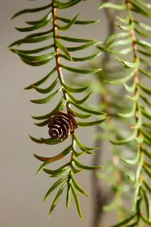TERRAIN Faux Conifer Spray