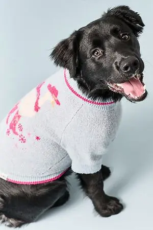 Anthropologie Seasonal Icon Pet Sweater - Goose