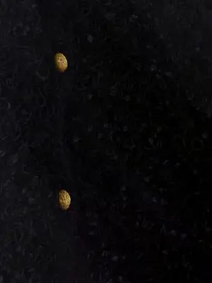 TWINSET Button-up Textured Vest