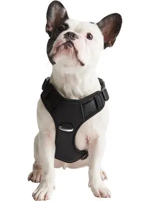 Quince Neoprene Double Panel Dog Harness - Black
