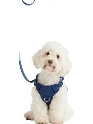Quince Dog Harness Walk Kit - Navy
