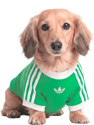 Adidas Originals Pet Cali Tee - Flash Lime / Off White