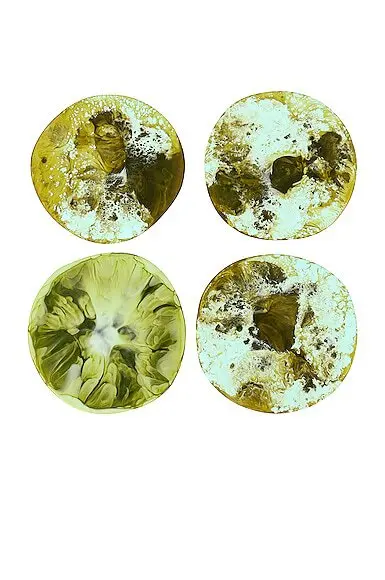 dinosaur designs - DINOSAUR DESIGNS Set Of 4 Boulder Coasters In Beauty: NA