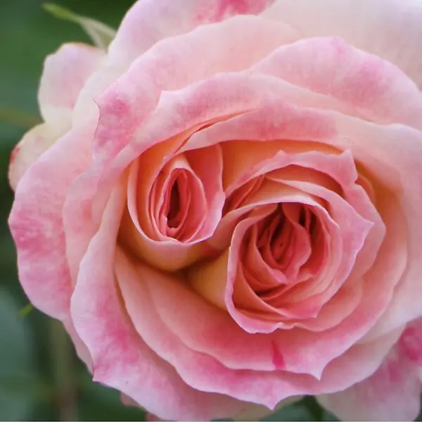 MAISON CRIVELLI Rose Saltifolia Eau De Parfum - Na