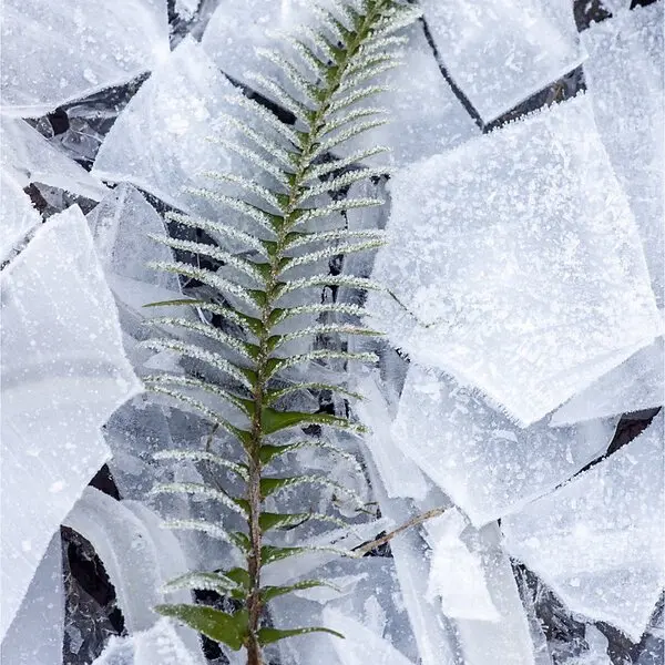 MAISON CRIVELLI Absinthe Boréale Eau De Parfum