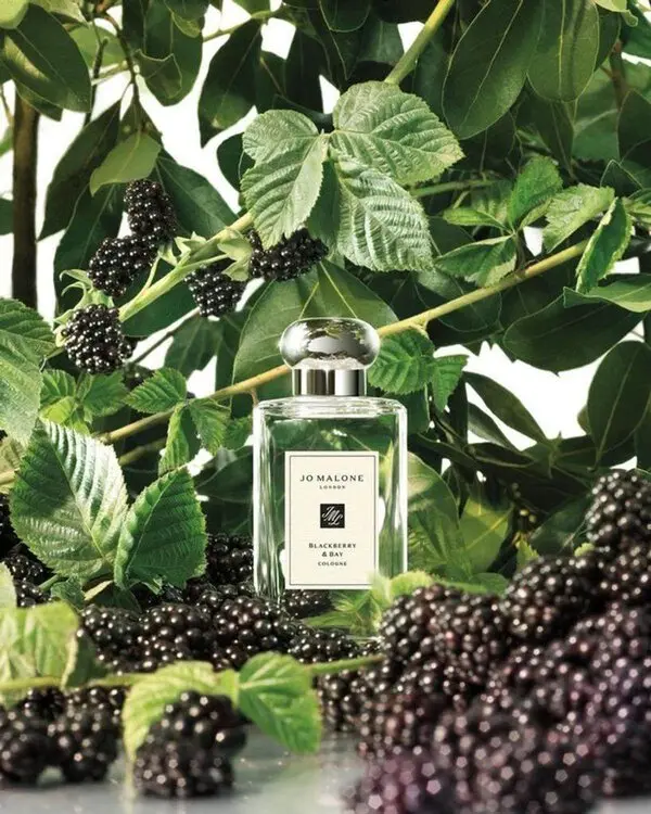 Jo Malone Blackberry & Bay Cologne