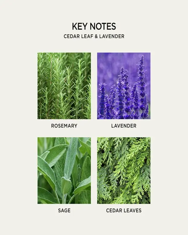 NEST NEW YORK Cedar Leaf & Lavender Liquid Soap, 10 Oz