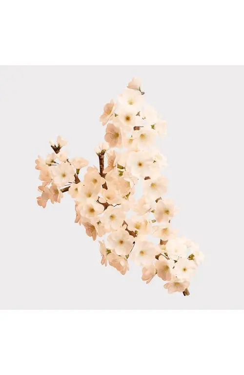 Burberry Her Blossom Eau De Toilette