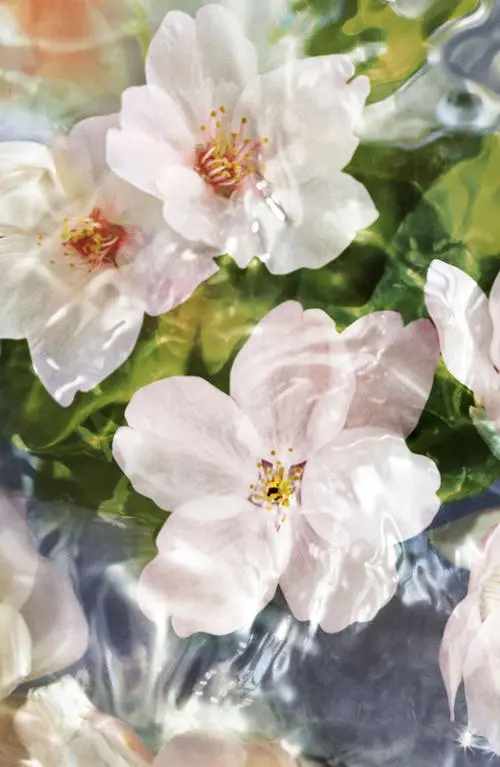 GUERLAIN Aqua Allegoria Flora Cherrysia Eau De Toilette