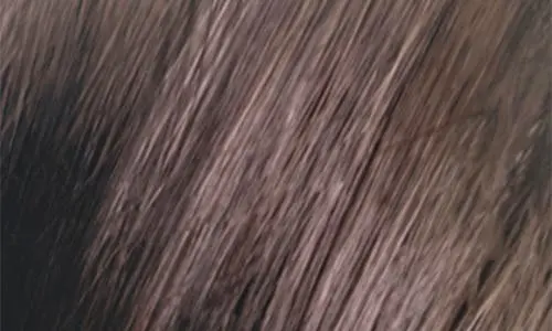 PHYTO Color Permanent Hair Color - 4 Brown