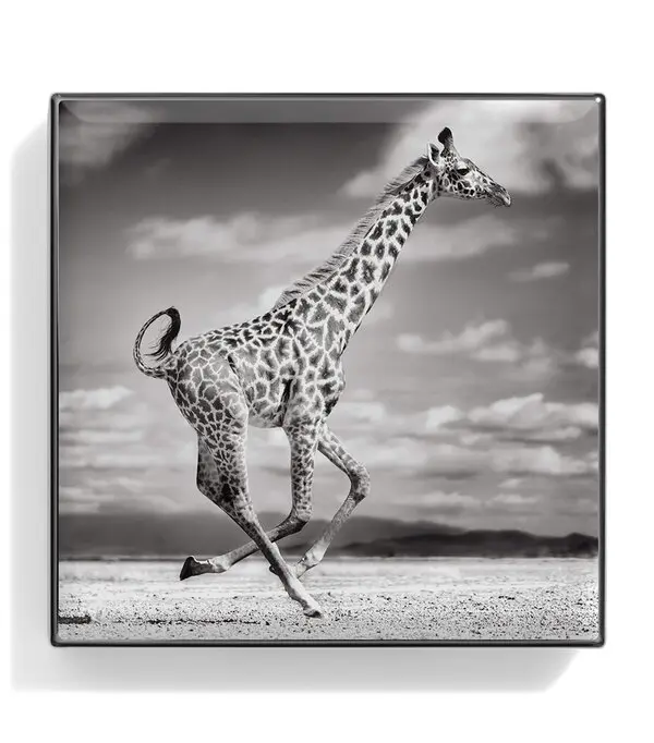 CHANTECAILLE Giraffe Luminous Eye Shade - Brown