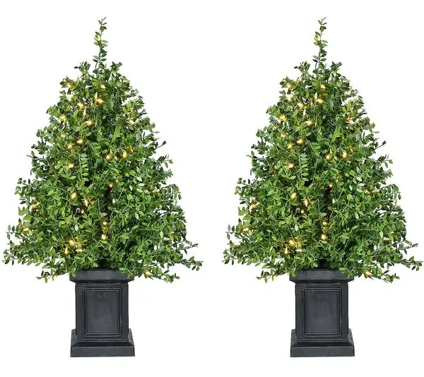 FRASER HILL FARM 4' Boxwood Porch Tree In Black Pot S/2 - One-color