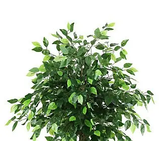 SAFAVIEH Faux Bush Ficus 55' Potted Tree