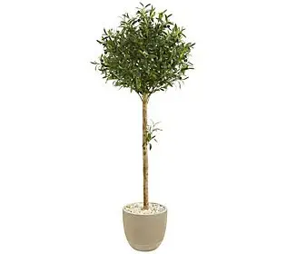 NEARLY NATURAL 5' Olive Topiary In Sand Stone Planter Nearl Y Natural - One-color