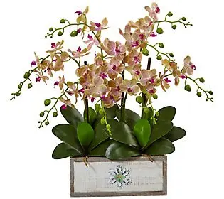 NEARLY NATURAL Phalaenopsis Orchid Arrangement In Vase Near Ly Natural - One-color