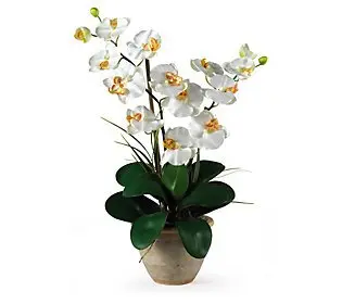 NEARLY NATURAL Double Stem Phalaenopsis Silk Ar Rangement - One-color