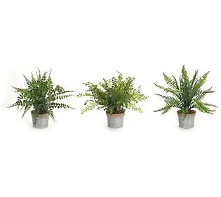 MELROSE Assorted Fern Plant In Tin Pot - One-color