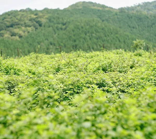 TATCHA Serum Stick & Touch-up Balm