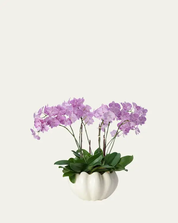 Aerin Mirabelle Cachepot