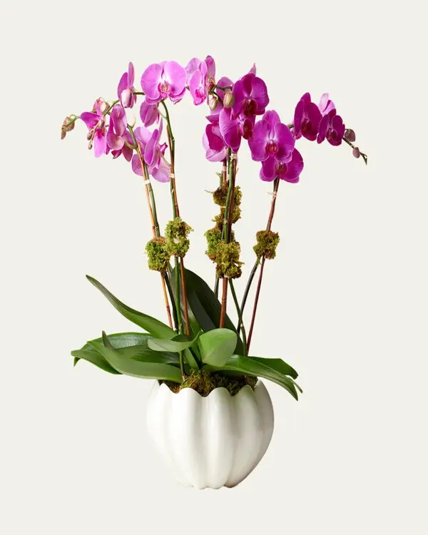 Aerin Mirabelle Cachepot