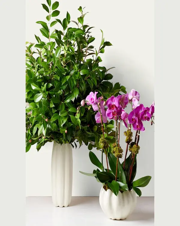 Aerin Mirabelle Cachepot