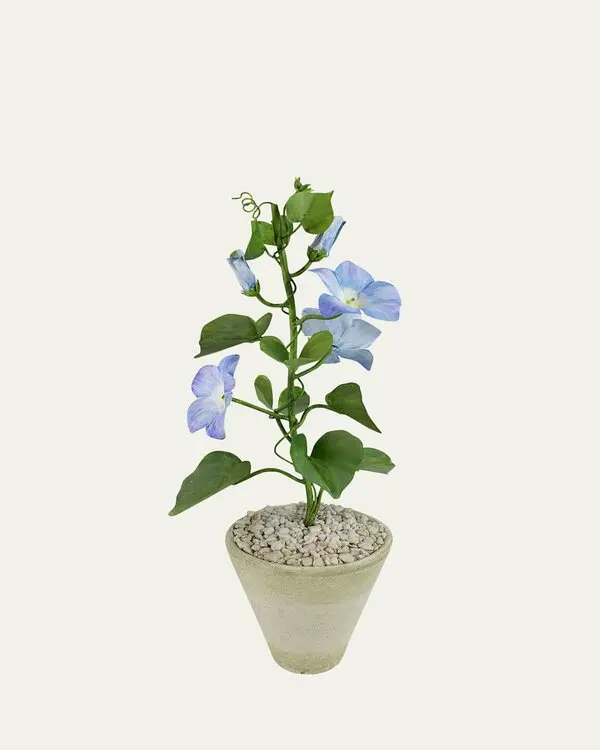 TOMMY MITCHELL Morning Glory September Birth Flower In White Terracotta Pot - Blue