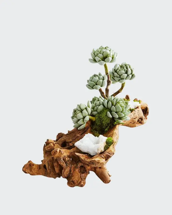 T & C FLORAL COMPANY Baby Log Filled With Sedum - White