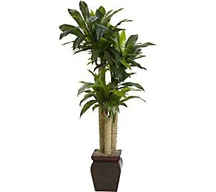 NEARLY NATURAL 4' Cornstalk Draceana With Vase By - One-color