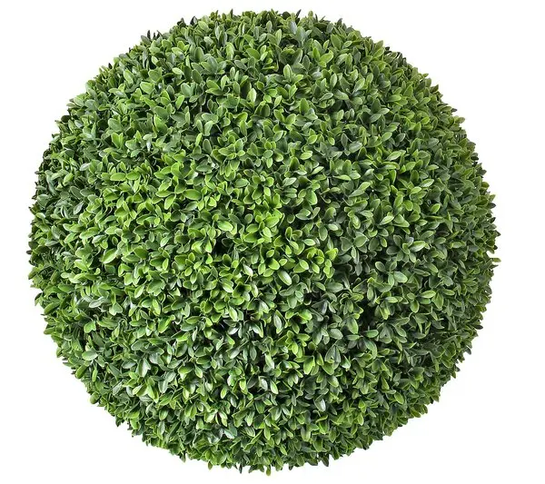 VALERIE PARR HILL American Boxwood Ball 24' Valerie - One-color