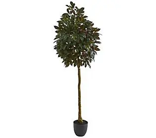 NEARLY NATURAL 75' Artificial Capensia Ficus Tree Nearly Na Tural - One-color