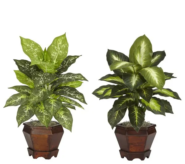 NEARLY NATURAL Dieffenbachia Plant In Vase Set Of 2 Nearly Atural - One-color