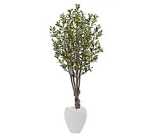 NEARLY NATURAL 5' Olive Tree In White Oval Plan Ter - One-color