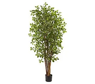 NEARLY NATURAL 6' Black Olive Silk Tree By - One-color